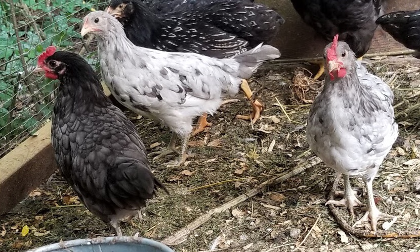 Silverudd’s Blå Chicken | Muddy Valley Farm